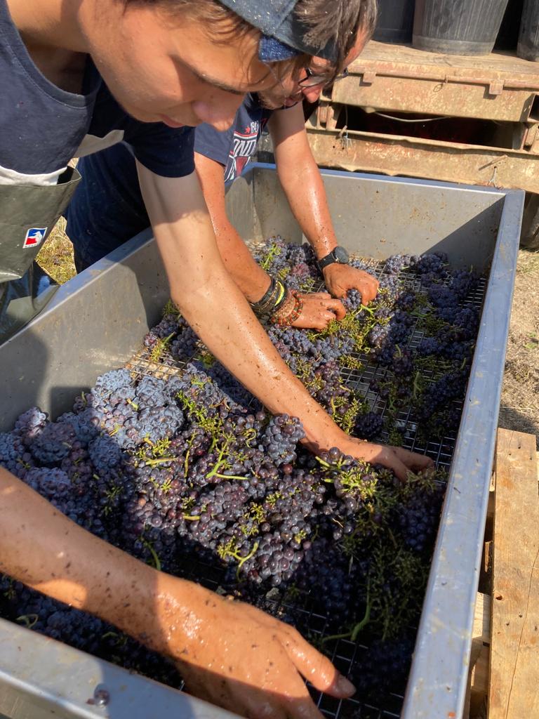 LA VINIFICATION DES VINS ROUGES • En Cave et Débouche